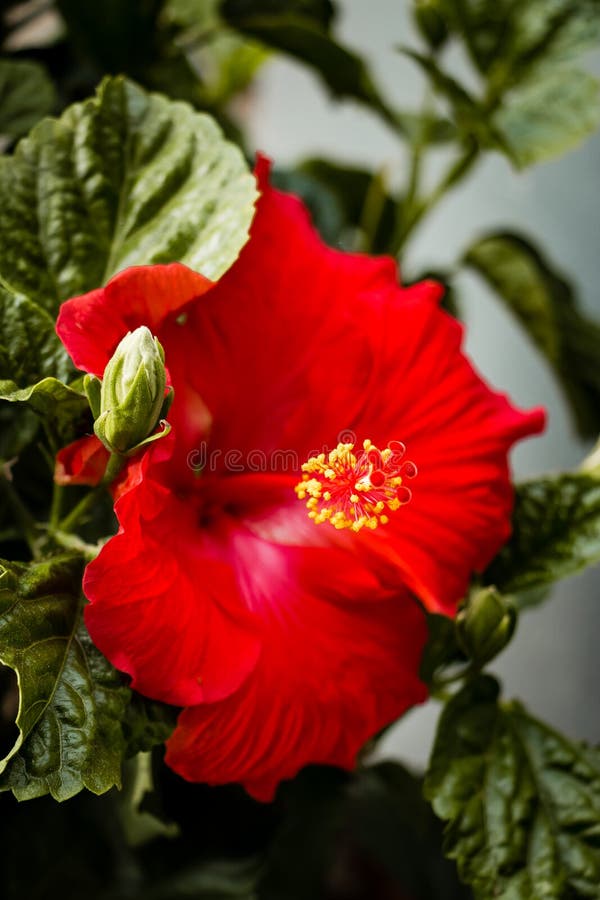 Beautiful Spring Elements in Nature Background Stock Photo - Image of ...