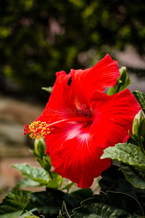 Beautiful Spring Elements in Nature Background Stock Photo - Image of ...