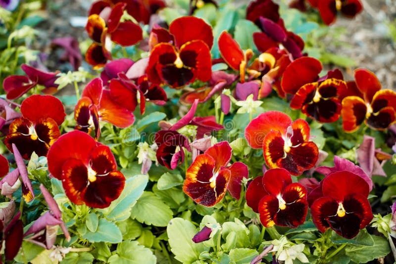 Beautiful Spring Elements in Nature Background Stock Image - Image of ...