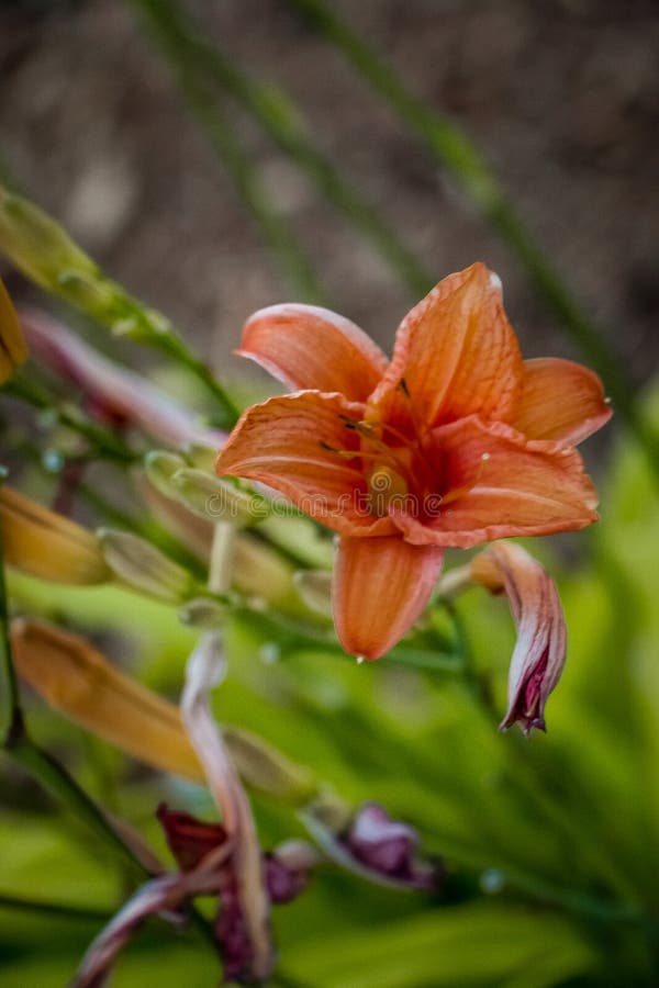 Beautiful Spring Elements in Nature Background Stock Photo - Image of ...