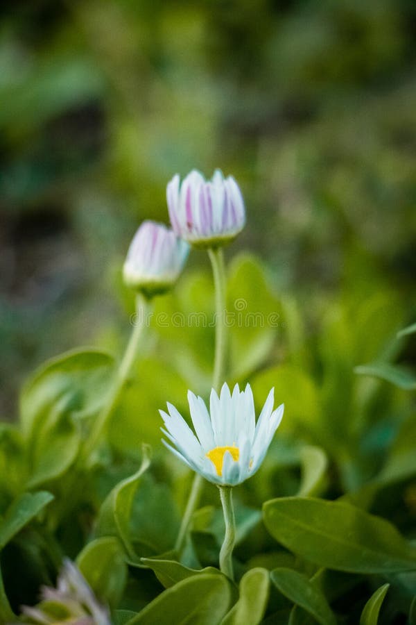 Beautiful Spring Elements in Nature Background Stock Image - Image of ...