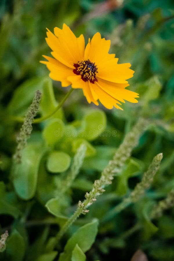 Beautiful Spring Elements in Nature Background Stock Photo - Image of ...