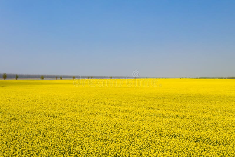 Endless Fields of Rapeseed Flower Stock Photo - Image of flower, land ...