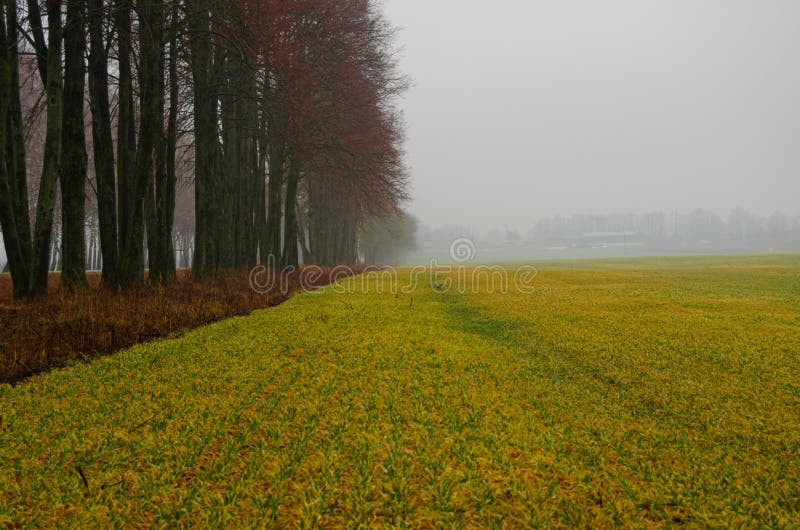 Beautiful spring field stock image. Image of sunlight - 217031595