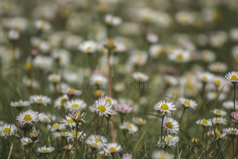 Beautiful Spring Field Full of Vibrant Daisy Flowers Stock Photo ...