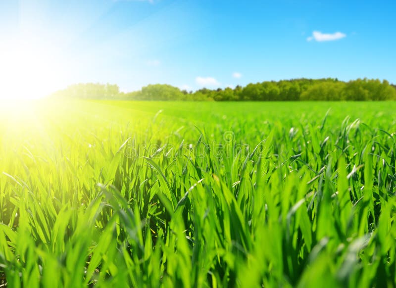 Beautiful Spring Field with Green Grass Stock Image - Image of bright ...
