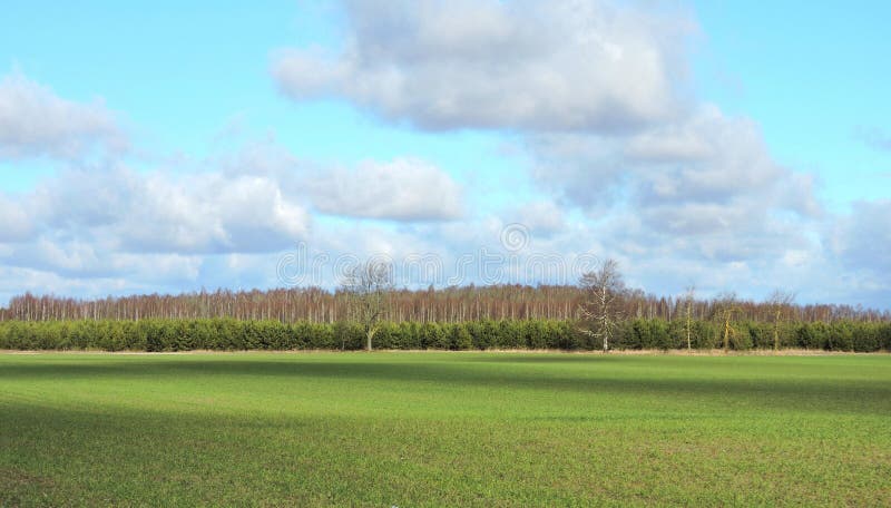 Spring Field with Trees stock photo. Image of tree, farm - 2259578