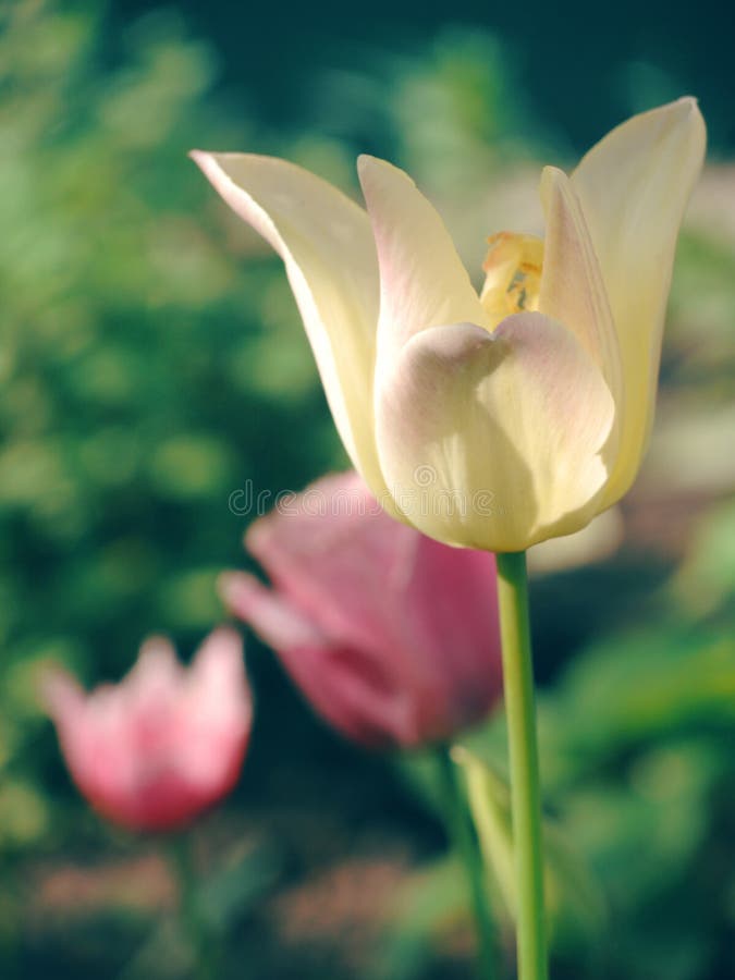 Beautiful Spring Floral Background with Tulips. Stock Photo - Image of ...
