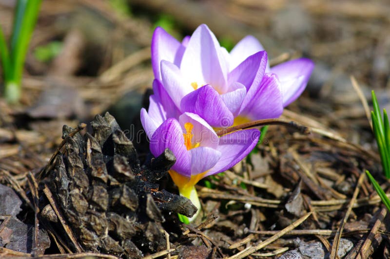 Beautiful Spring Flower stock image. Image of crocus - 14530123
