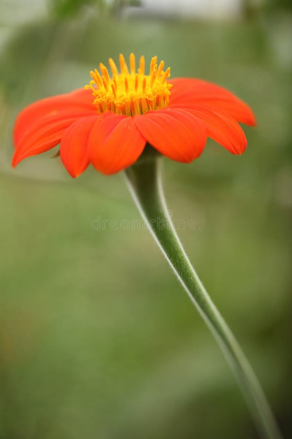 Beautiful Spring Flower and Blur Green Background Stock Photo - Image ...