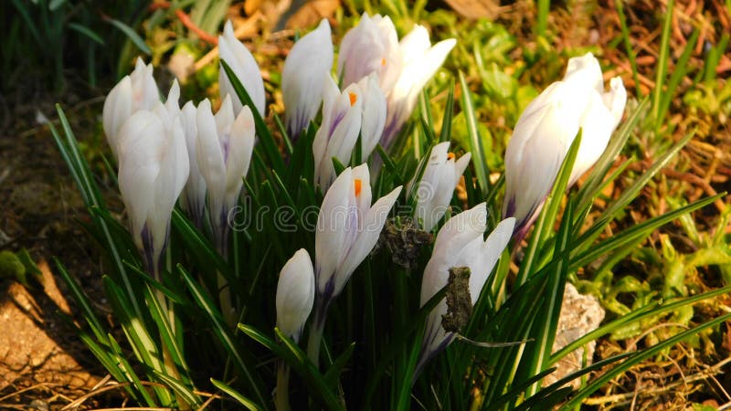 A Beautiful Spring Flower Called White-flowered Saffron Stock Image ...