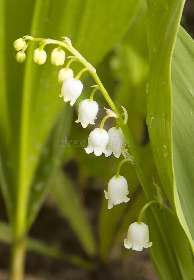 Beautiful Spring Flower in the Garden. Lily of the Valley. Stock Photo ...