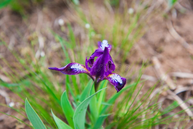 Beautiful Spring Flower, Irises Stock Image - Image of summer, leaf ...