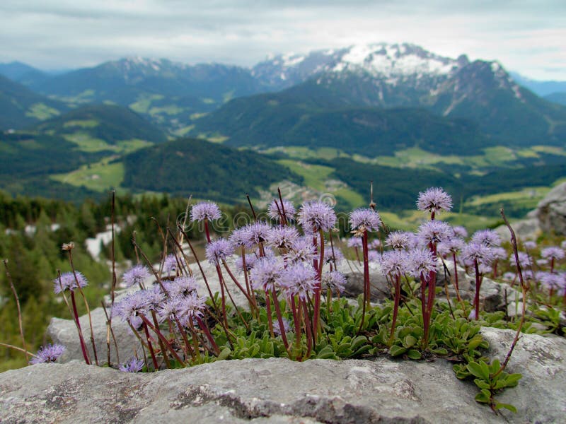 Beautiful Spring Flower in Mountains Stock Image - Image of pond, blue ...