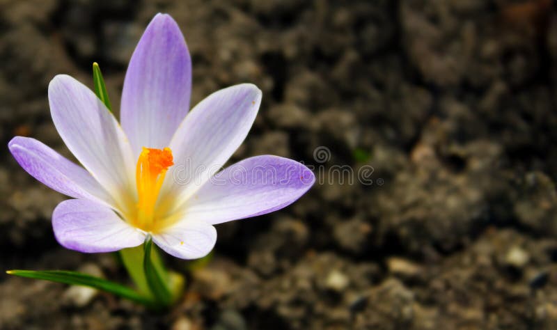 Beautiful Spring Flower, Shallow Depth of Field Stock Image - Image of ...