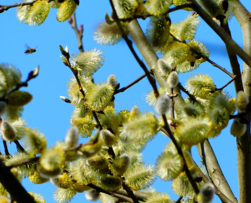Flower of the willow stock photo. Image of garden, branch - 120163254