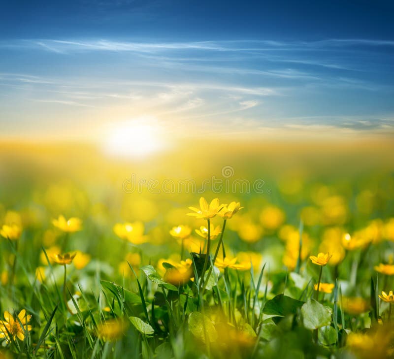 Beautiful Spring Flowered Prairie at the Sunset Stock Photo - Image of ...