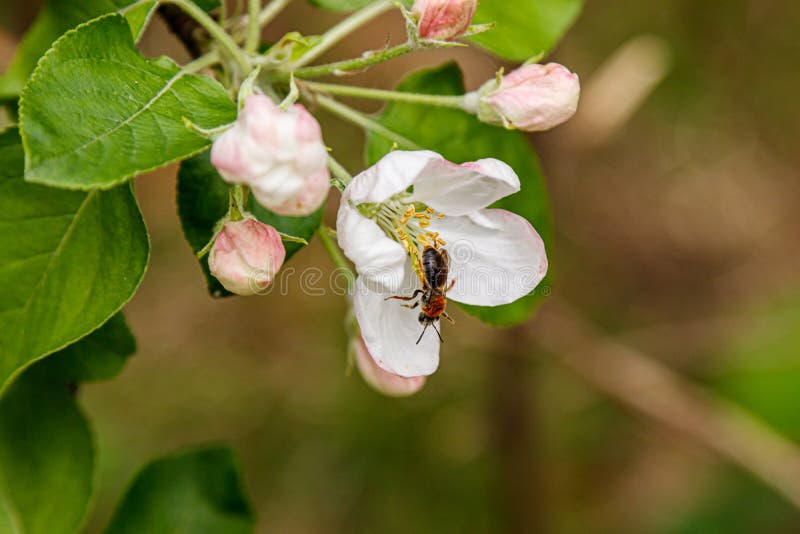 Beautiful Spring Flowering Branches of Trees with White Flowers and ...
