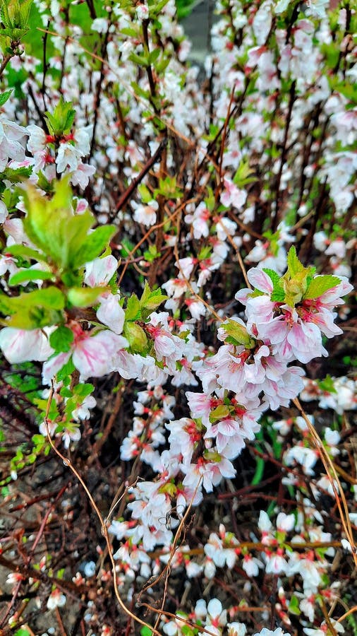 Beautiful Spring Flowering Pink Tree Stock Photo - Image of nature ...