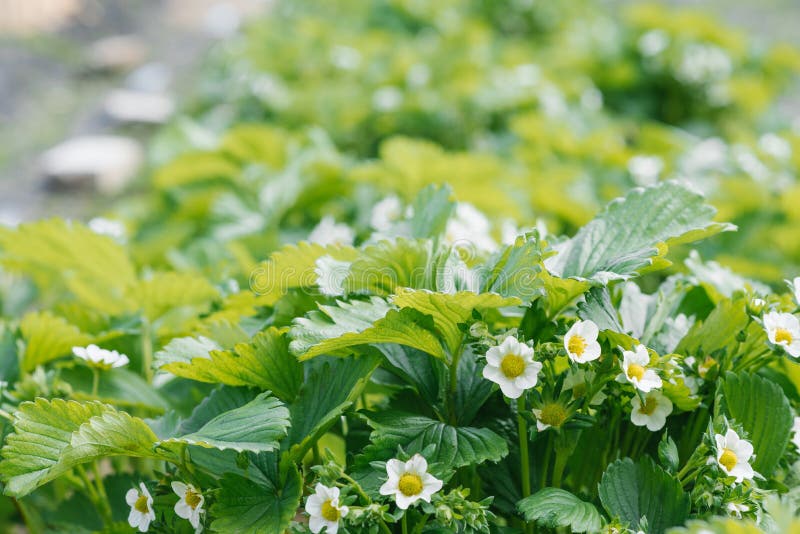 Beautiful Spring Flowering Strawberries in the Garden Stock Image ...