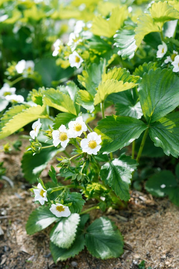 Beautiful Spring Flowering Strawberries in the Garden Stock Image ...