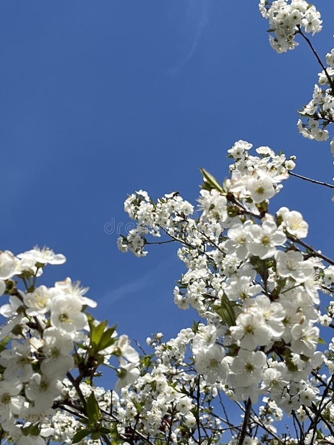 Beautiful Spring Flowering Trees on a Blue Background Stock Photo ...