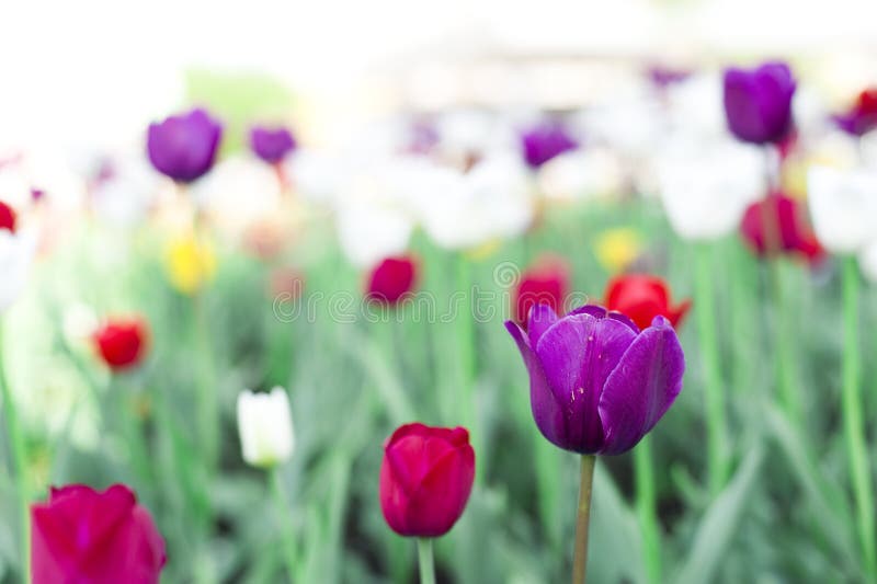 Beautiful spring flowers stock photo. Image of beautiful - 14235174