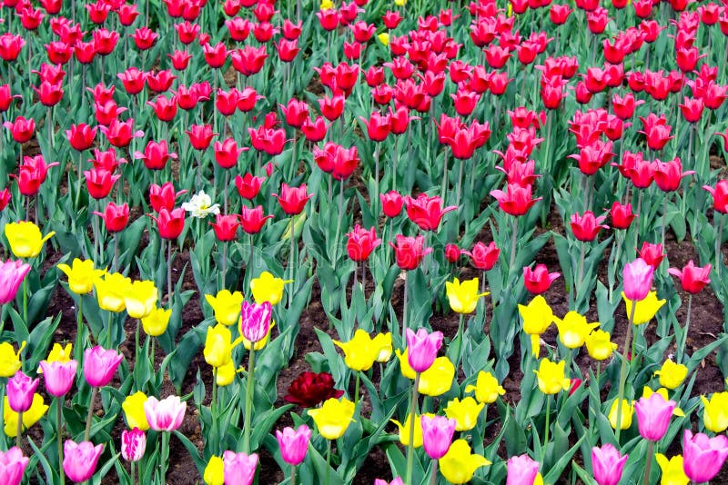 Beautiful spring flowers stock photo. Image of lawn, botanical - 16647696