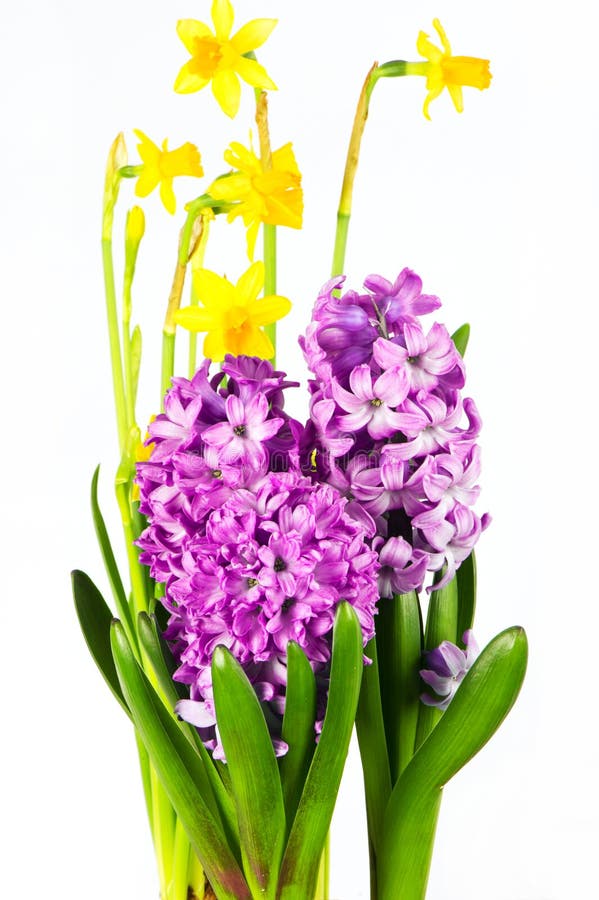 Beautiful spring flowers stock image. Image of plant - 18559359