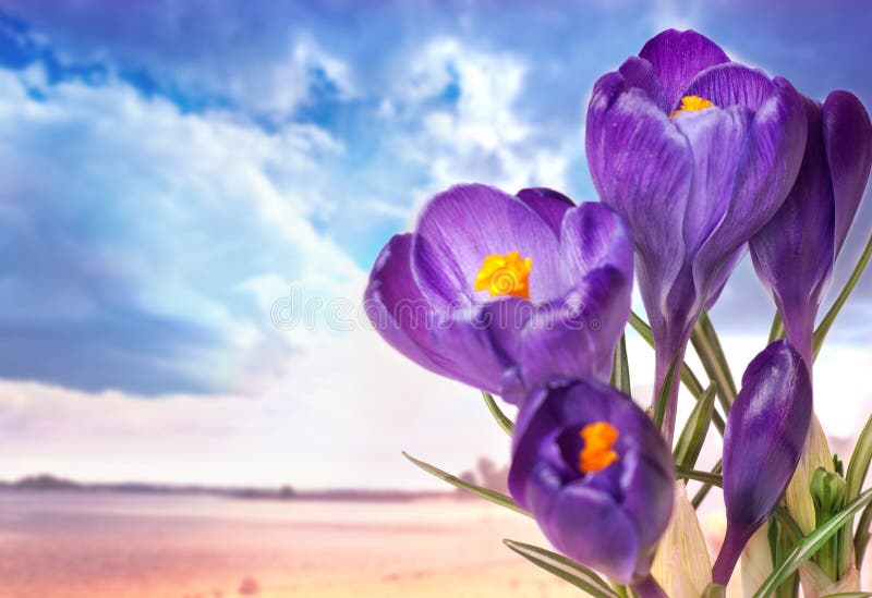 Crocus Spring Flowers stock photo. Image of elegant, design - 24125386