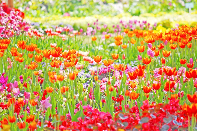 Beautiful spring flowers stock image. Image of beauty - 22232163