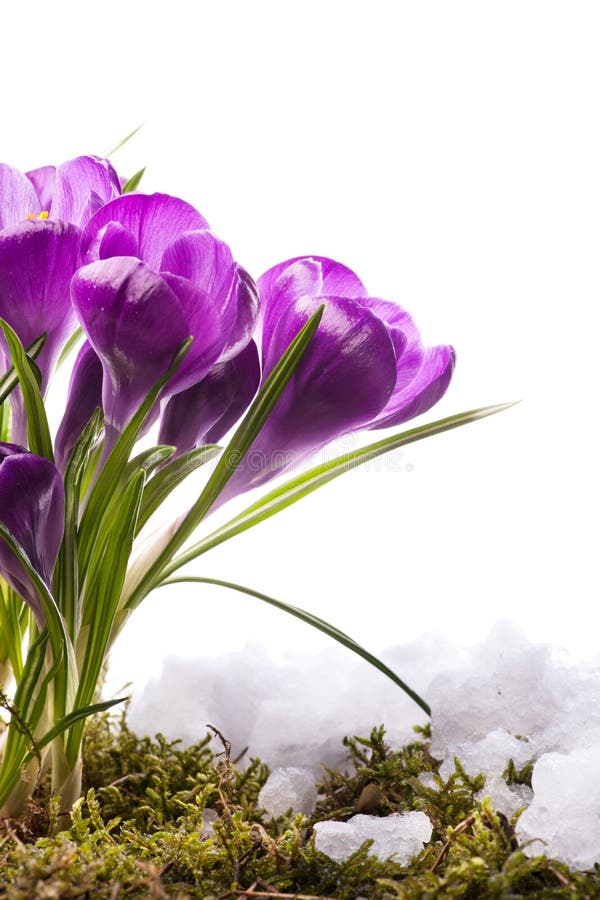 Art Spring Flowers Background Stock Photo - Image of colour, nature ...