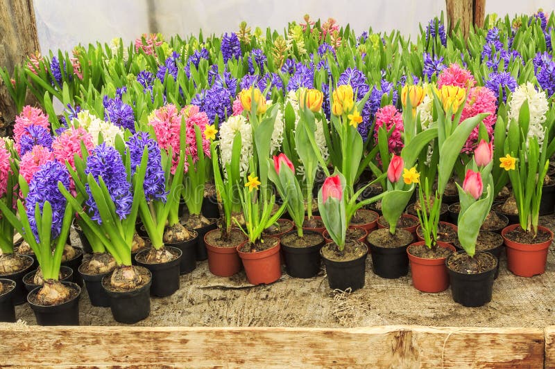 Beautiful spring flowers stock photo. Image of aroma - 38394104