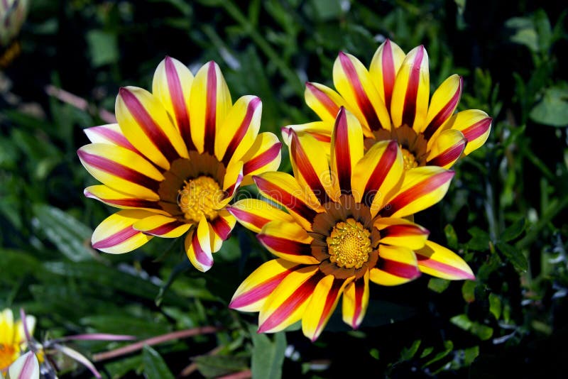 African Gazania flowers stock photo. Image of beauty, blooming - 3719266