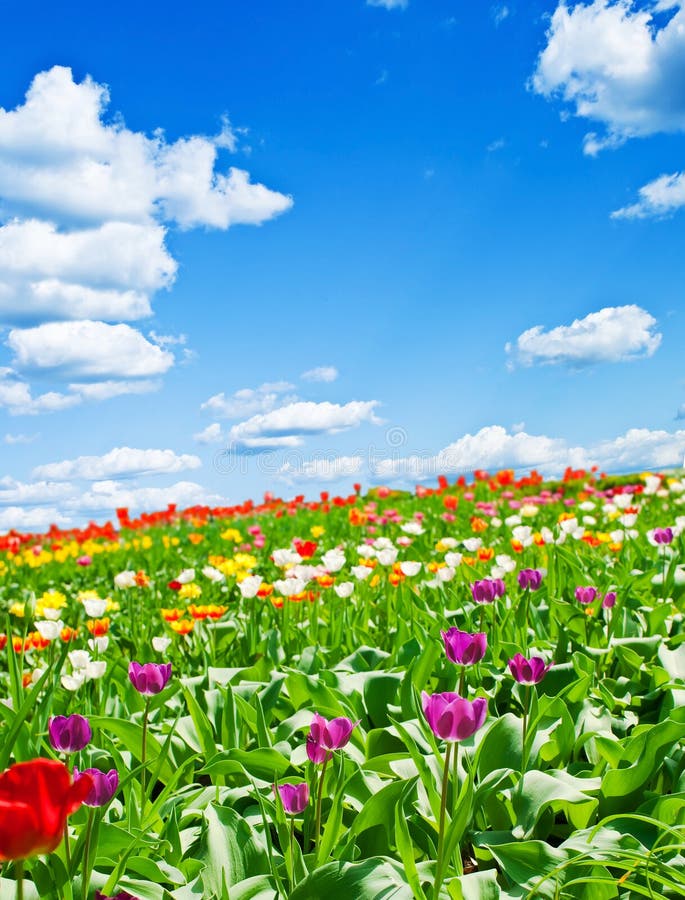 Beautiful spring flowers stock photo. Image of bouquet - 49561280