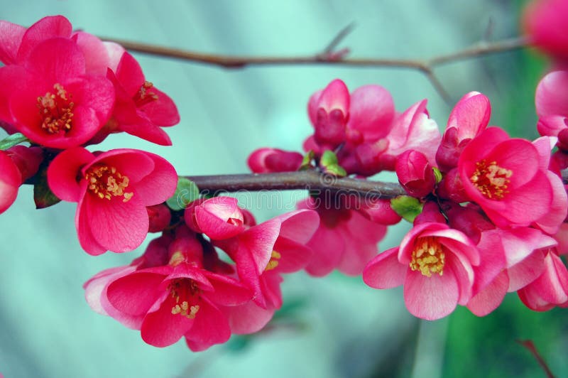 Beautiful spring flowers stock photo. Image of plant - 53115478