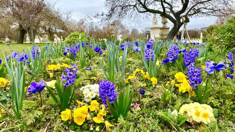 Spring Flowers in Bloom in March Stock Photo - Image of gardening ...