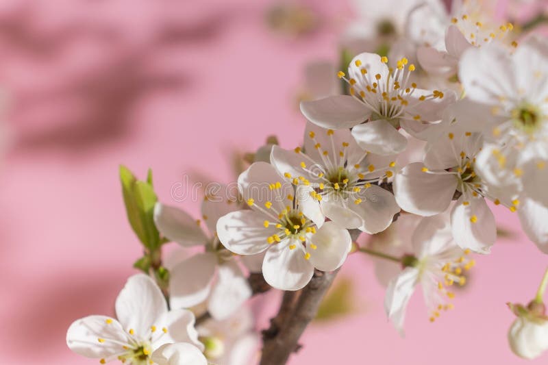 Beautiful Spring Flowers Bloom on Pink Background. Stock Image - Image ...