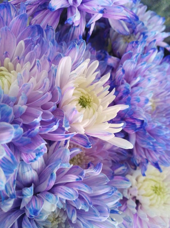 Beautiful Spring Flowers Blooming Under the Sun, Different Types of ...