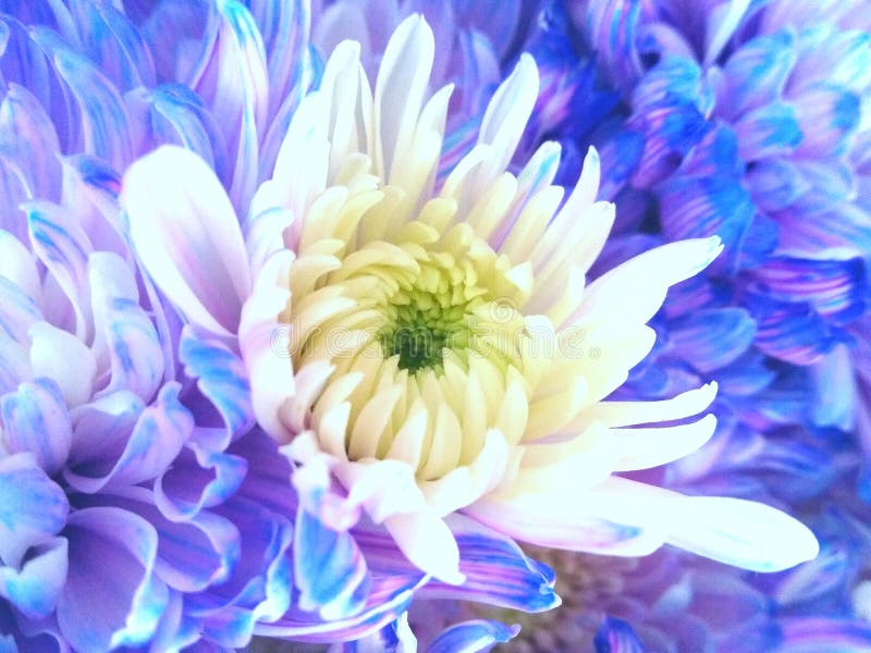 Beautiful Spring Flowers Blooming Under the Sun, Different Types of ...