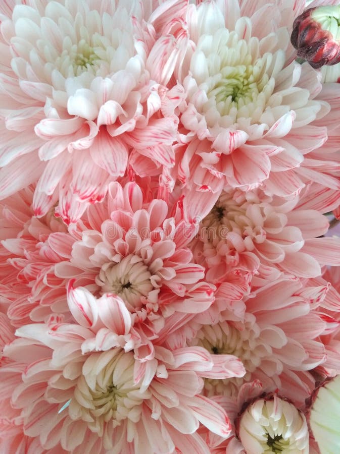 Beautiful Spring Flowers Blooming Under the Sun, Different Types of ...