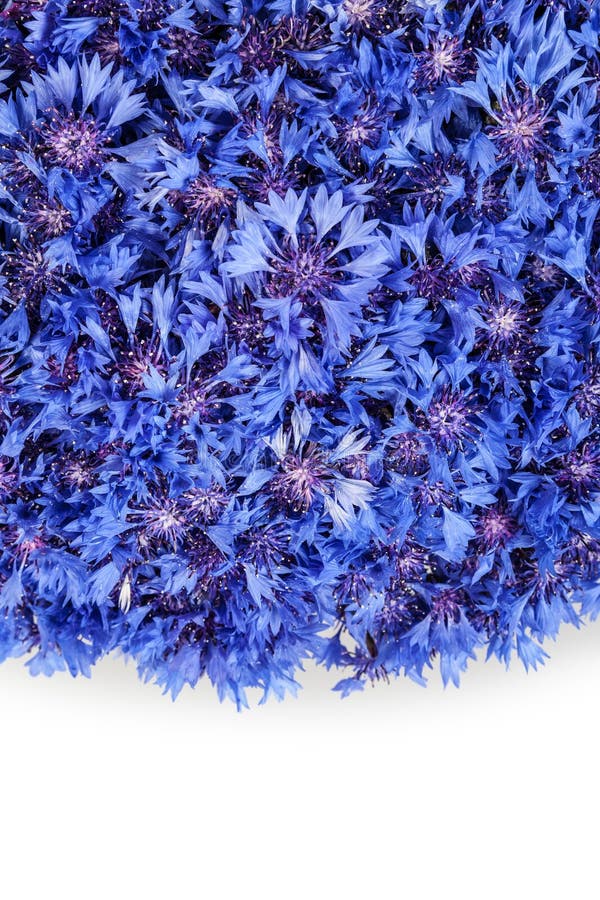 Beautiful Spring Flowers Blue Cornflower on Background Stock Image ...