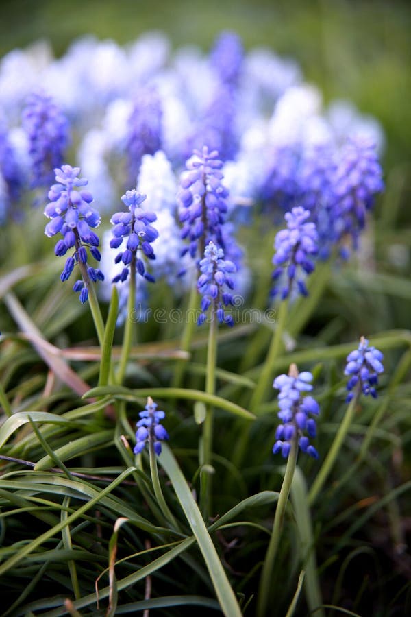 Muscari stock image. Image of grass, small, flowers, beautiful - 99992373
