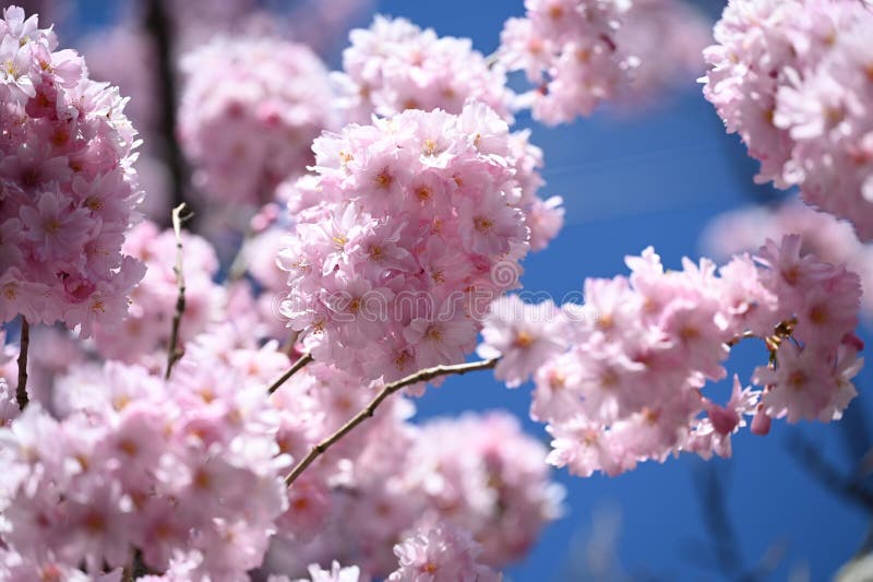Beautiful Spring Flowers in Canada Stock Photo - Image of floral ...
