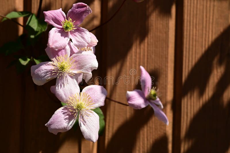 Beautiful Spring Flowers in Canada Stock Photo - Image of delicate ...