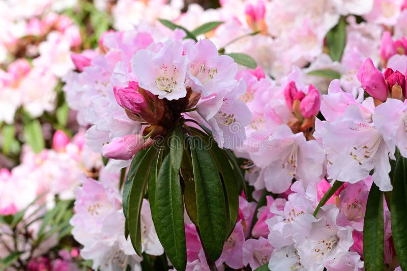 Beautiful Spring Flowers in Canada Stock Image - Image of pink, blooms ...