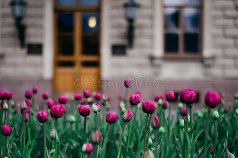Beautiful Spring Flowers in the City Stock Photo - Image of tulip ...