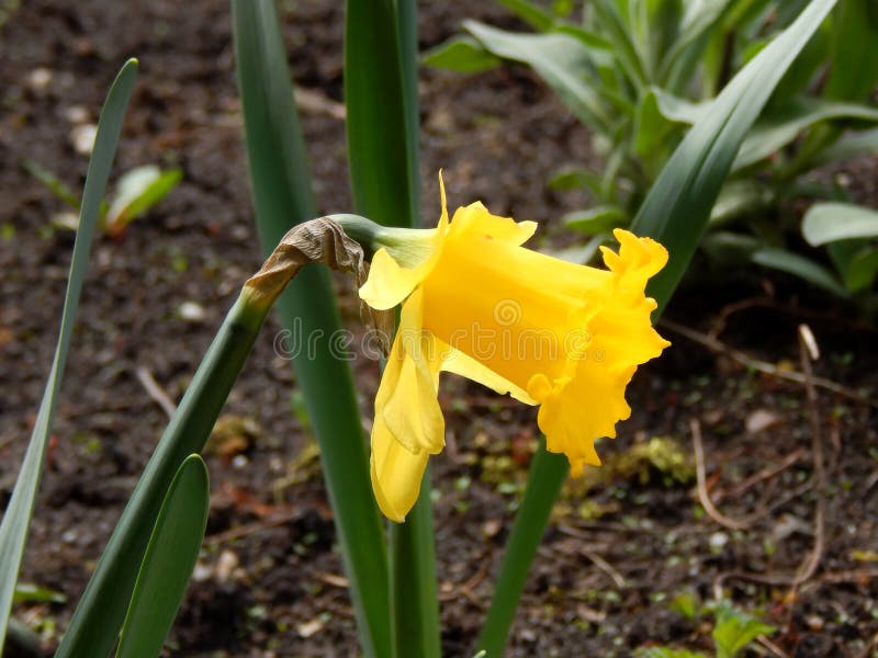 Beautiful Spring Flowers Close Up Stock Image - Image of design, detail ...