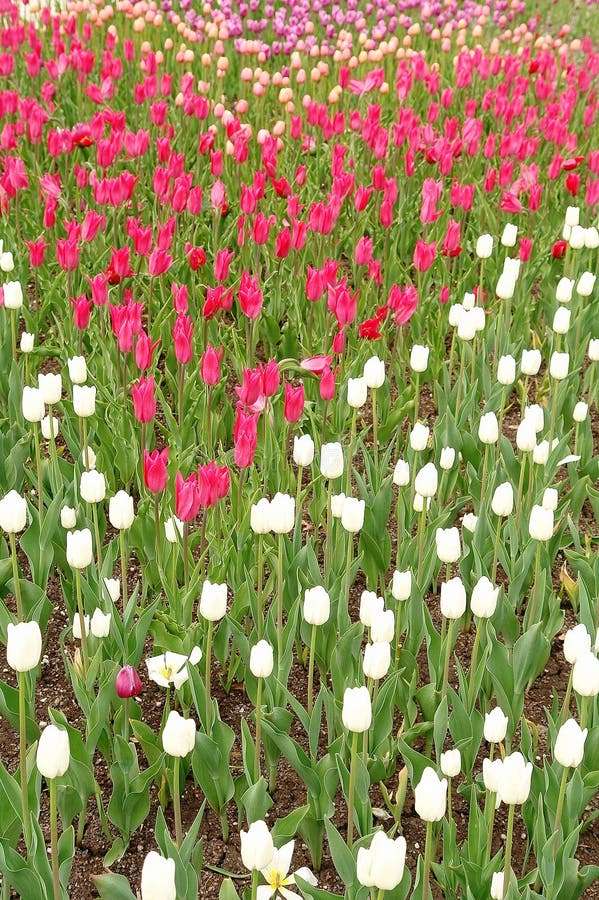 Beautiful spring flowers stock image. Image of tulip - 67968721