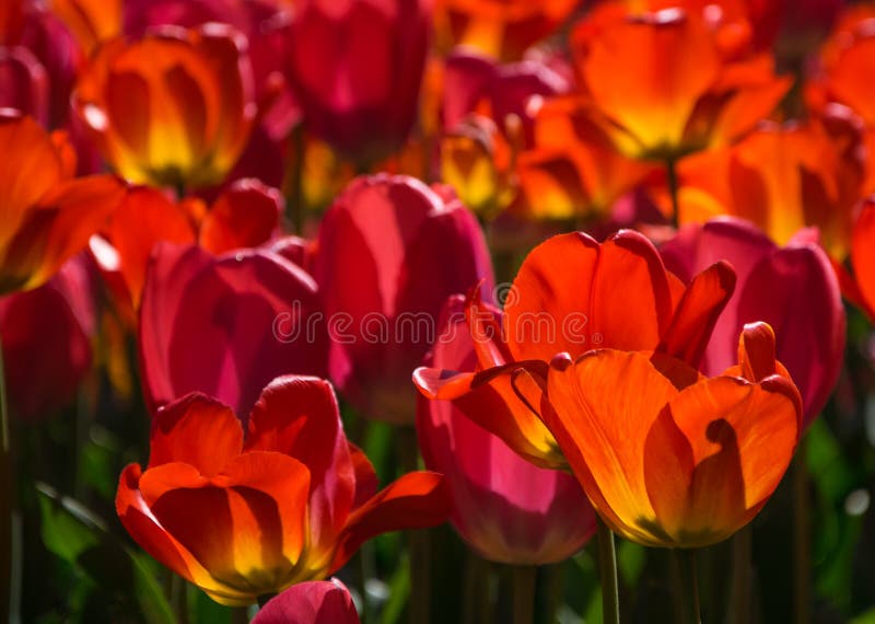 Beautiful Spring Flowers, Colorful Tulips Stock Photo - Image of ...
